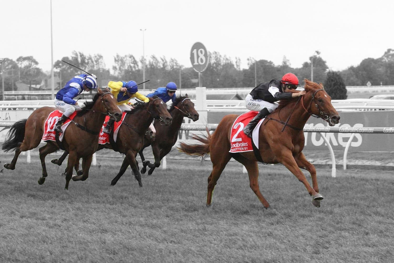 Horses Available - Grahame Begg Racing