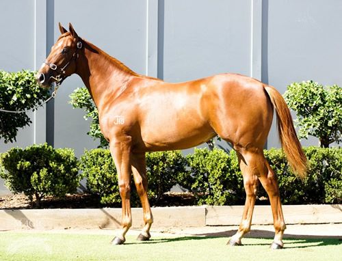 Star Witness x Main On Lonhro - Paul Duncan Racing