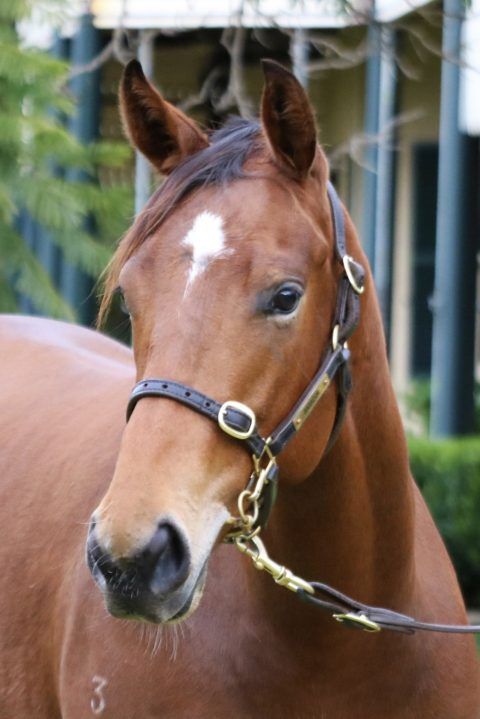 Two-Year-Olds Making Great Progress - Nat McCall Racing