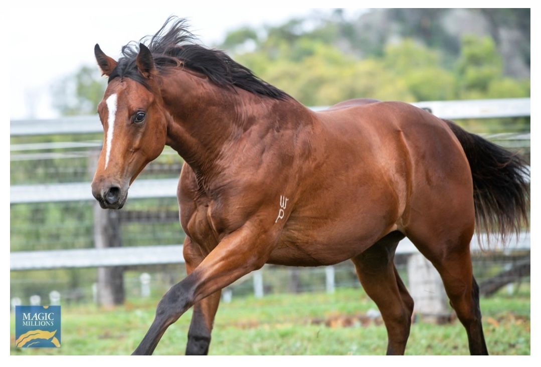 Magic Millions Success - Nat McCall Racing