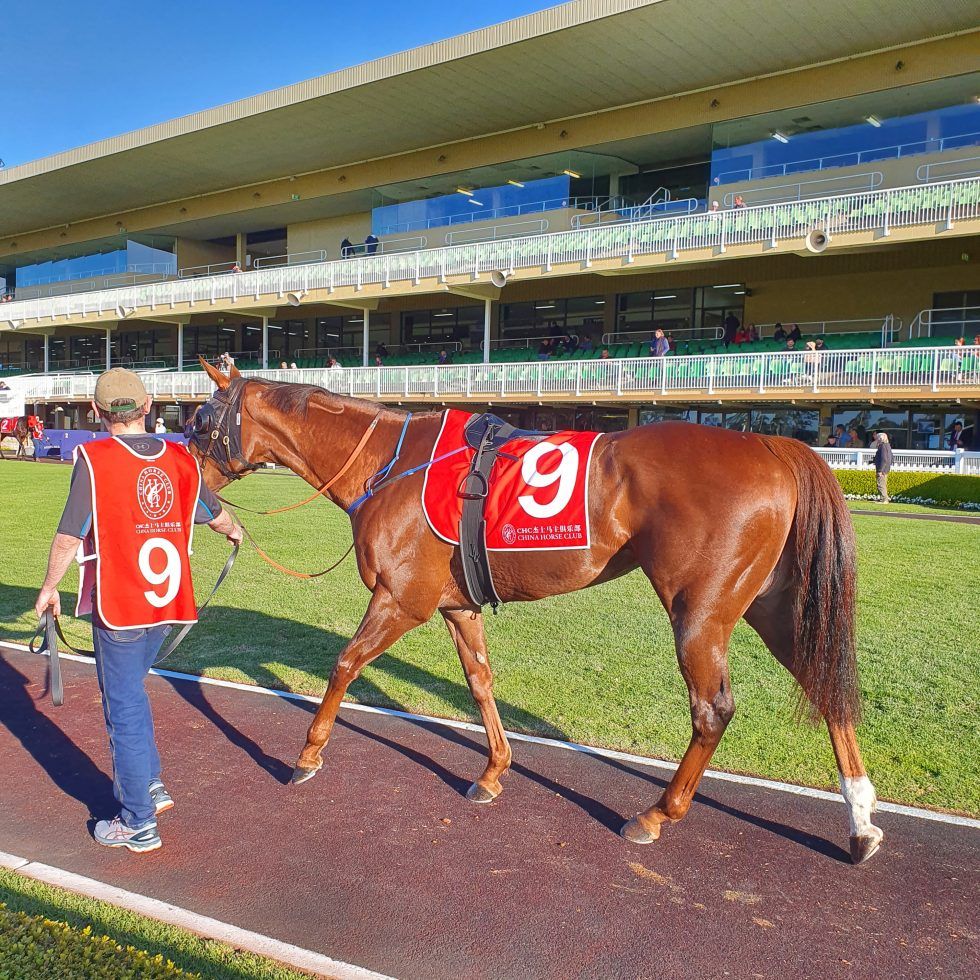 Lizzy Retired To Stud - Amanda Turner Racing