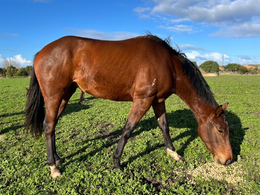 Our Harry Angel colt has completed his breaking preparation!