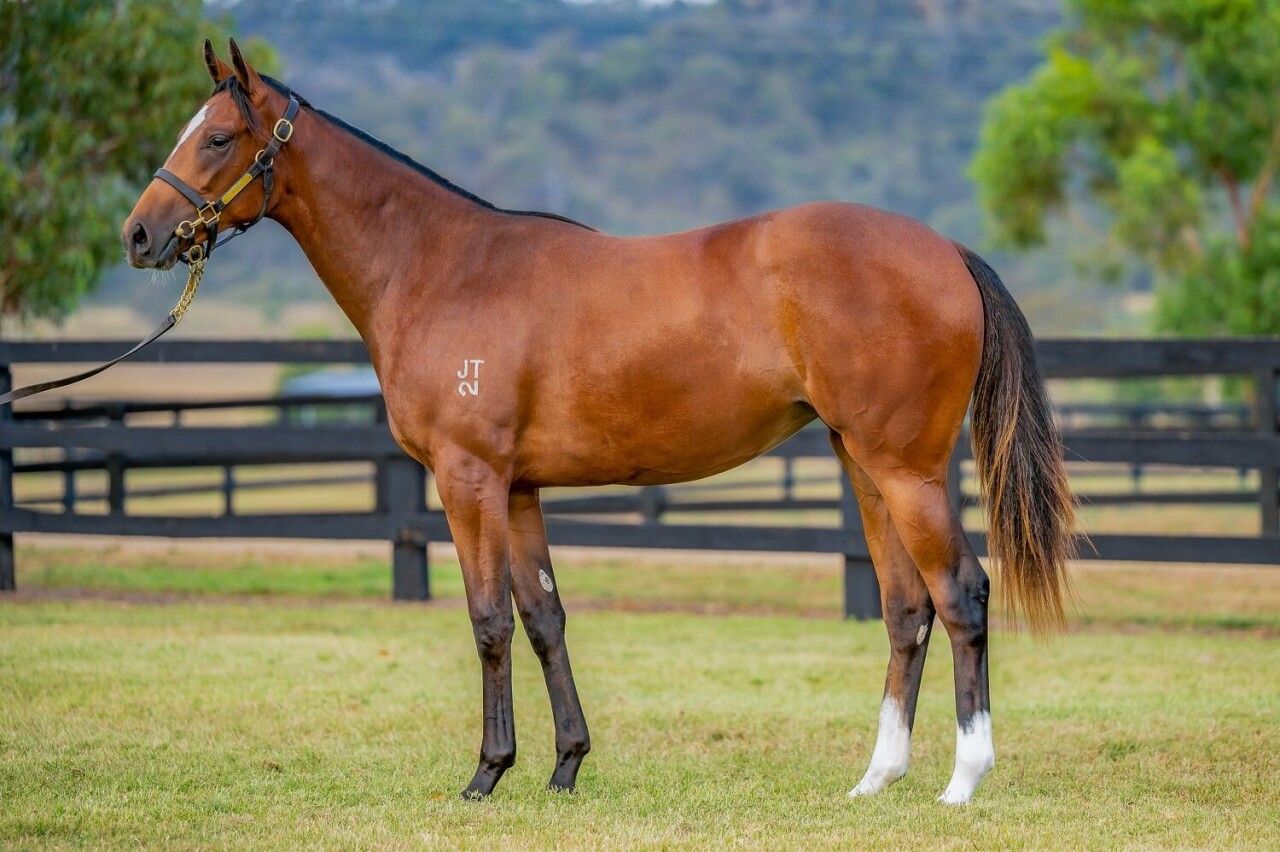 Pierata filly: Horse shares available through TR syndication