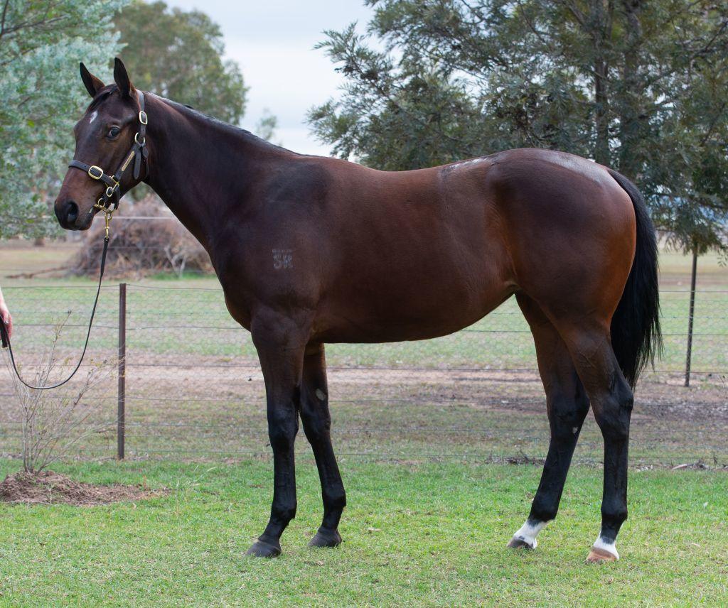 RACE THIS EARLY RUNNING FILLY - Marcus Wilson Racing