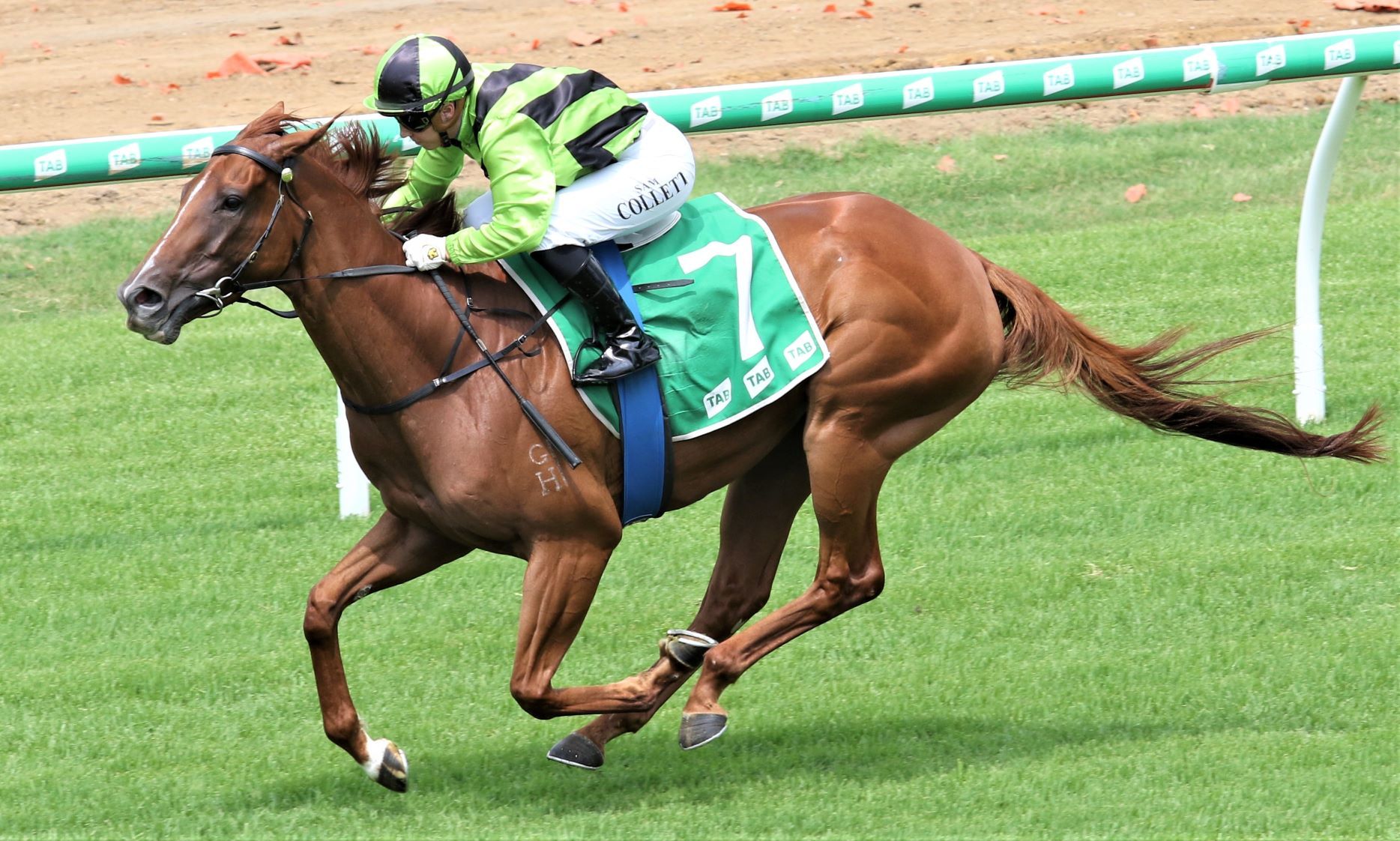 Osaka Miss motors in outstanding Maiden win - Marcus Wilson Racing