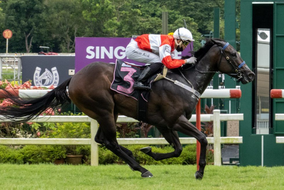 Sure Will Do some damage after second win - Stephen Gray Racing