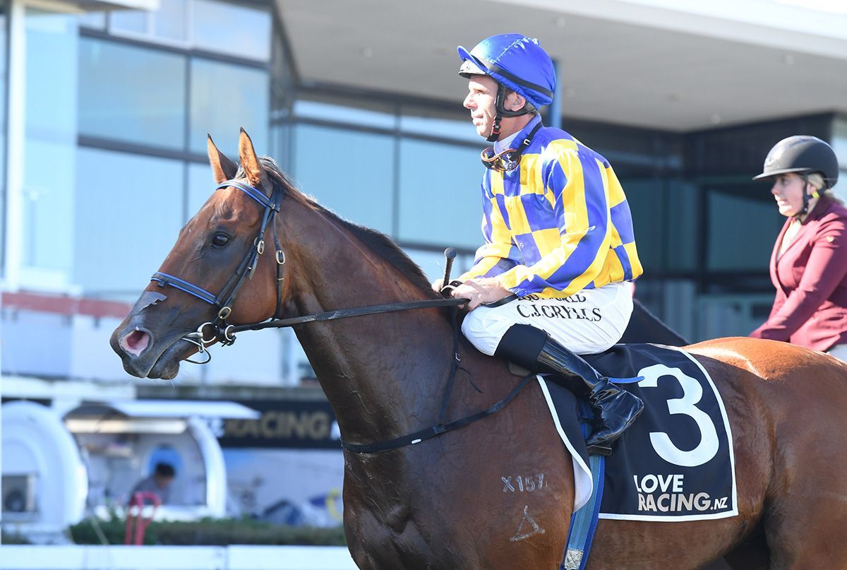 Star Turn Sprinter Strikes Form - Stephen Gray Racing
