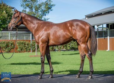 Horses Available - Griffiths de Kock Racing