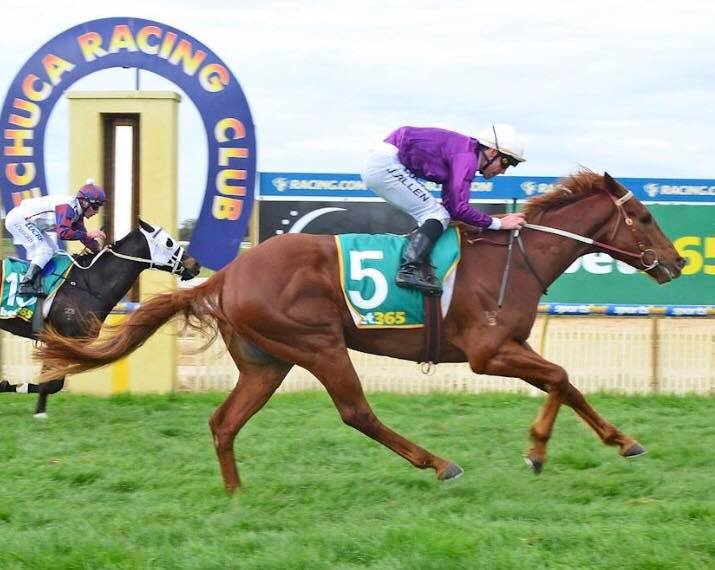 Our Horses - McGuire Racing Stables