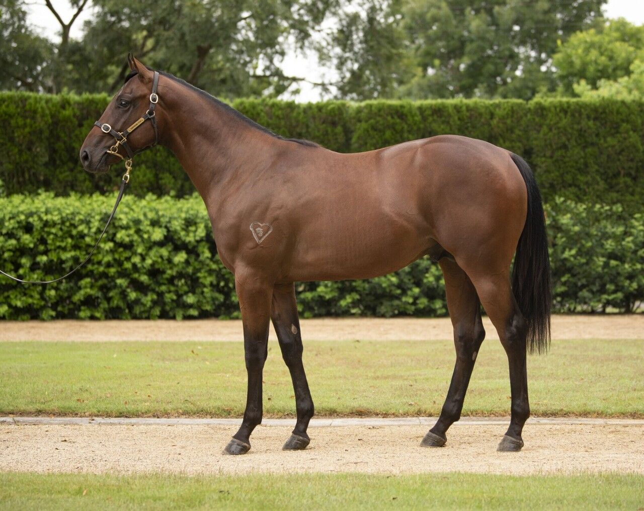 Ramius - McGuire Racing Stables