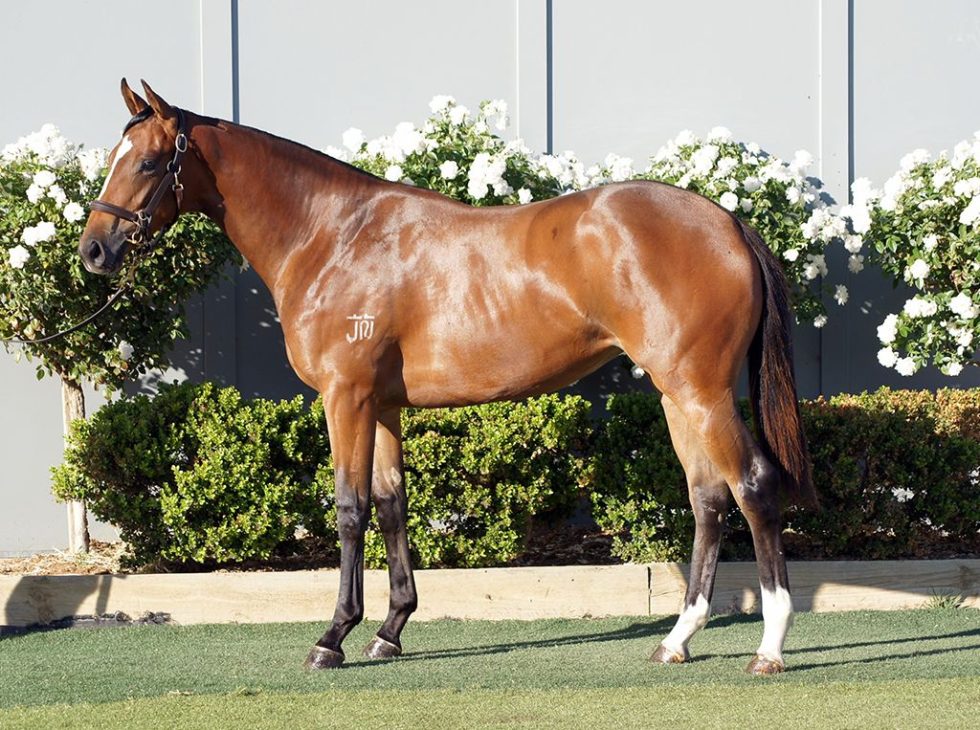 Australian Horse Trainer | Minervini Racing