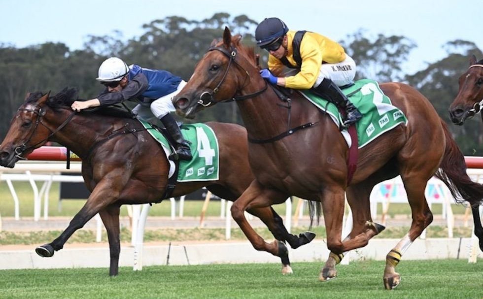 Australian Horse Trainer | Minervini Racing