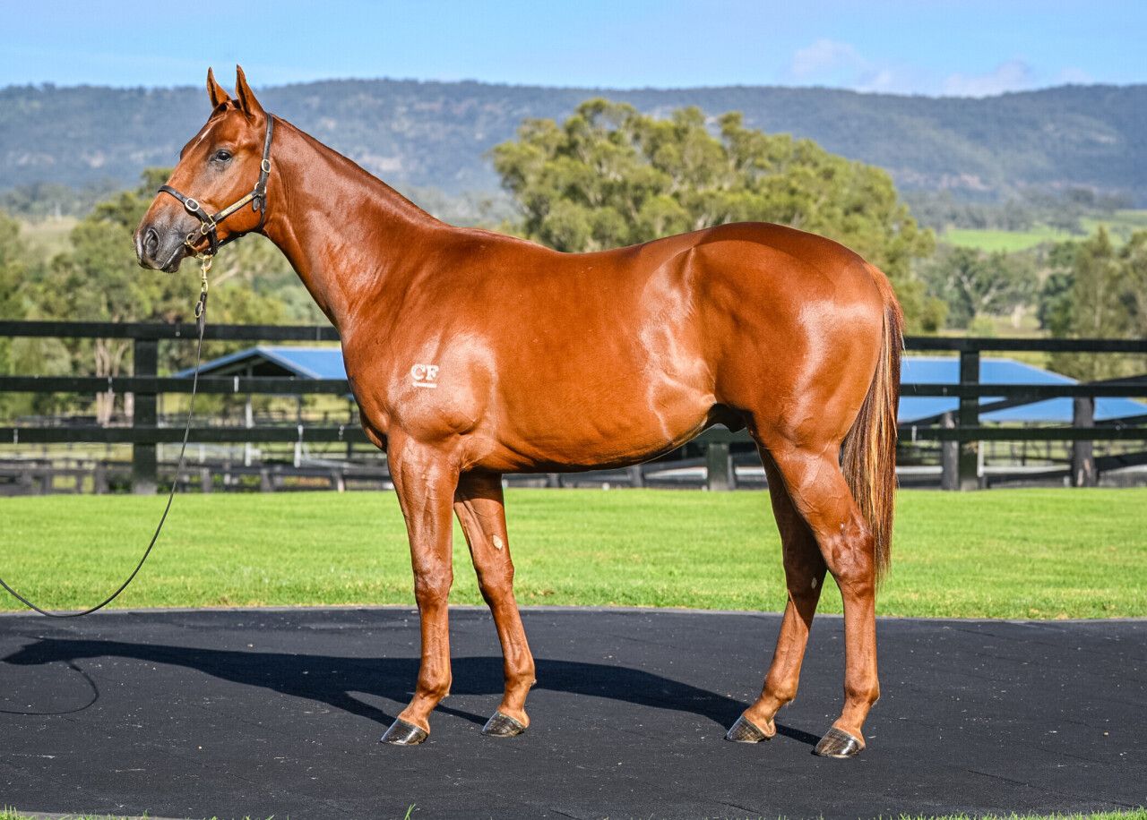 FLYNN - Minervini Racing