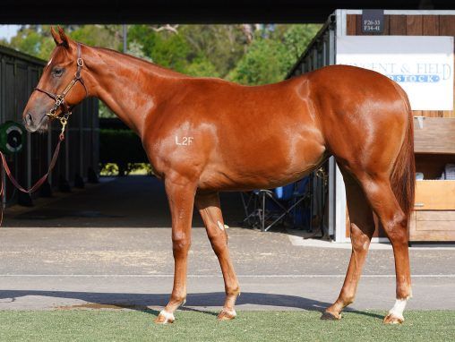 Horses Available - Richard Jolly Racing