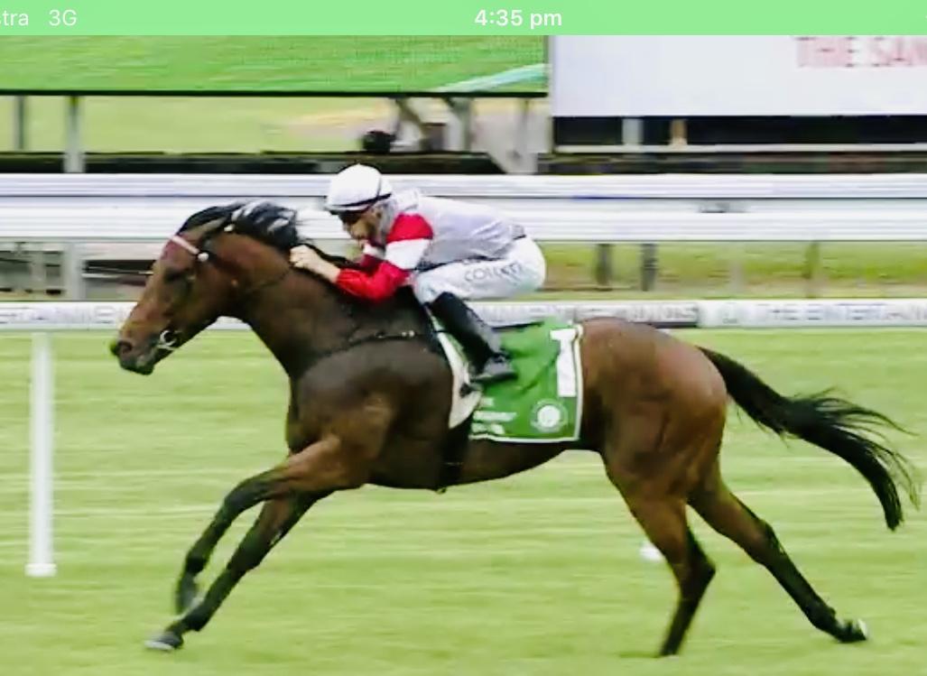 Safado Bolts in at Gosford Today! - Kim Waugh Racing Stables