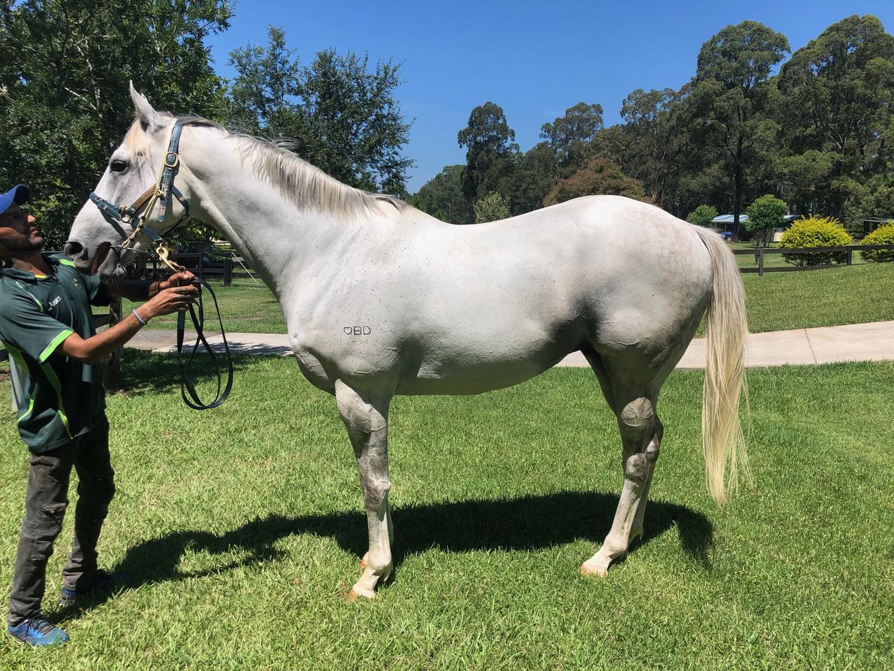 His Majesty Leaves Mahtoum Lodge Bound for Warwick Farm - Kim Waugh Racing Stables